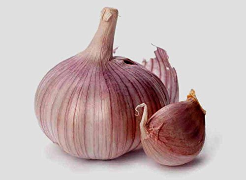 Garlic Bulb (10 Pack), Fresh Siberian HARDNECK Garlic Bulb for Planting and Growing Your OWN Garlic OR Eating