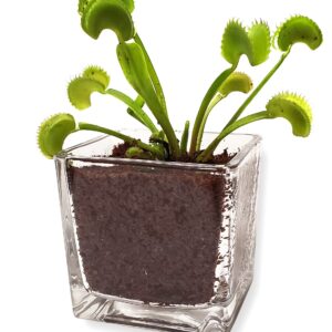 Nature Gift Store Live Adult Venus Flytrap Plant in Cube Vase: Venus Fly Trap Kit