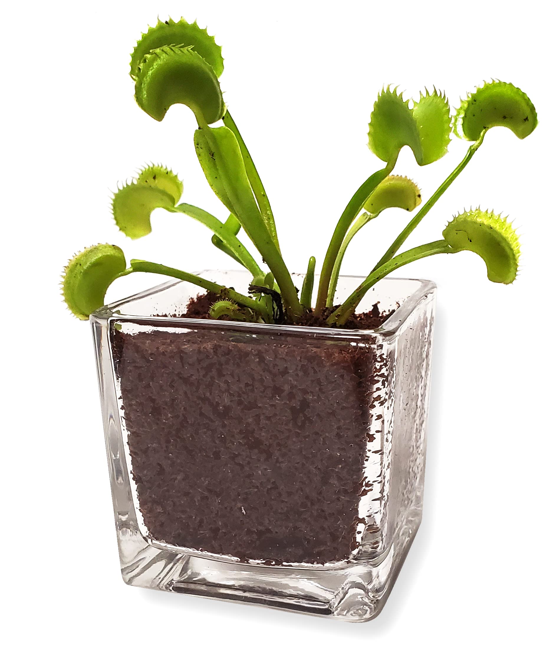 Nature Gift Store Live Adult Venus Flytrap Plant in Cube Vase: Venus Fly Trap Kit