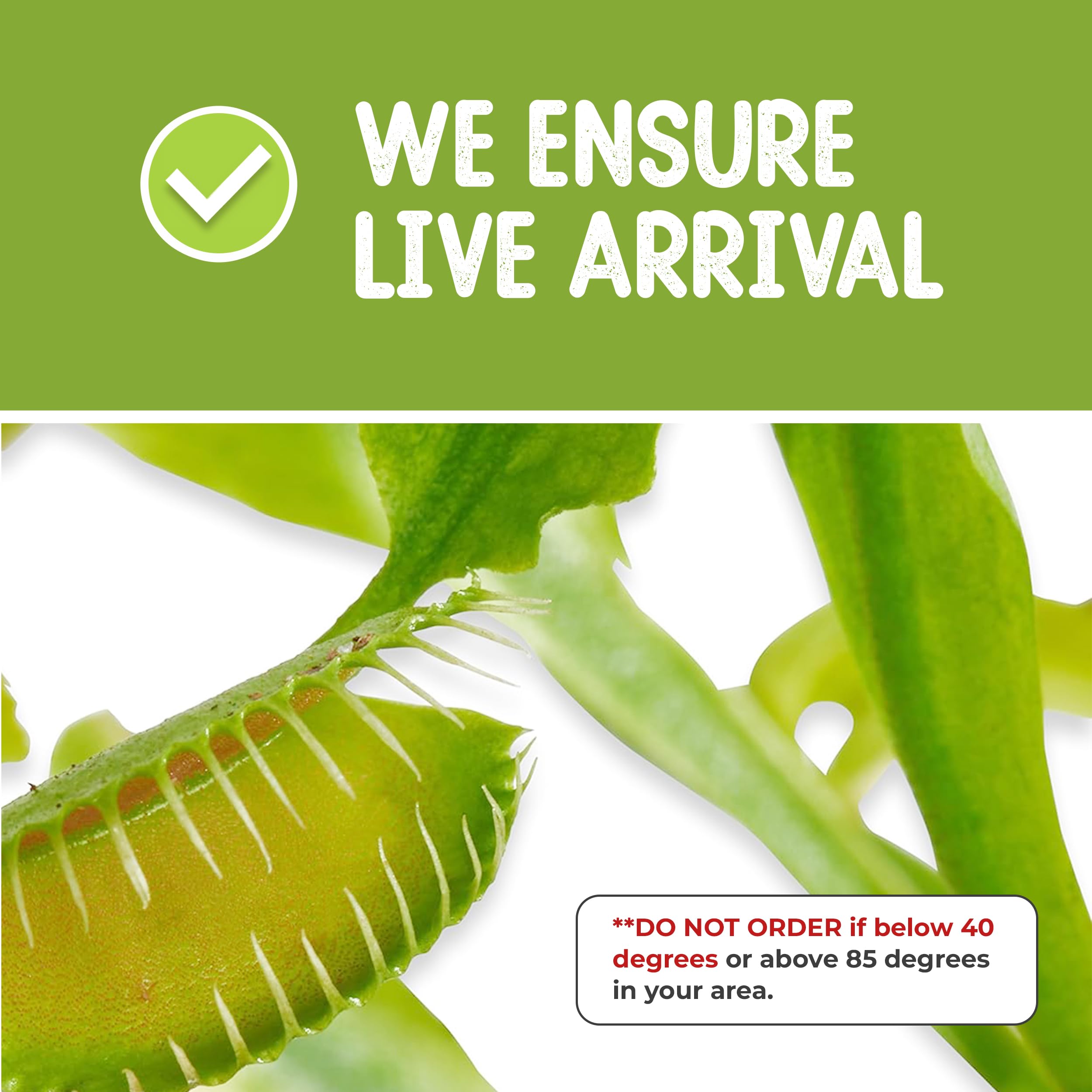 Nature Gift Store Live Adult Venus Flytrap Plant in Cube Vase: Venus Fly Trap Kit