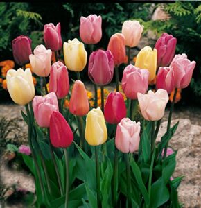 mixed triumph tulips (25 bulbs) - assorted colors of tulip bulbs by willard & may