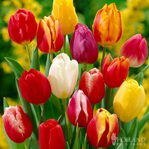 darwin hybrid tulip mix 25 bulbs