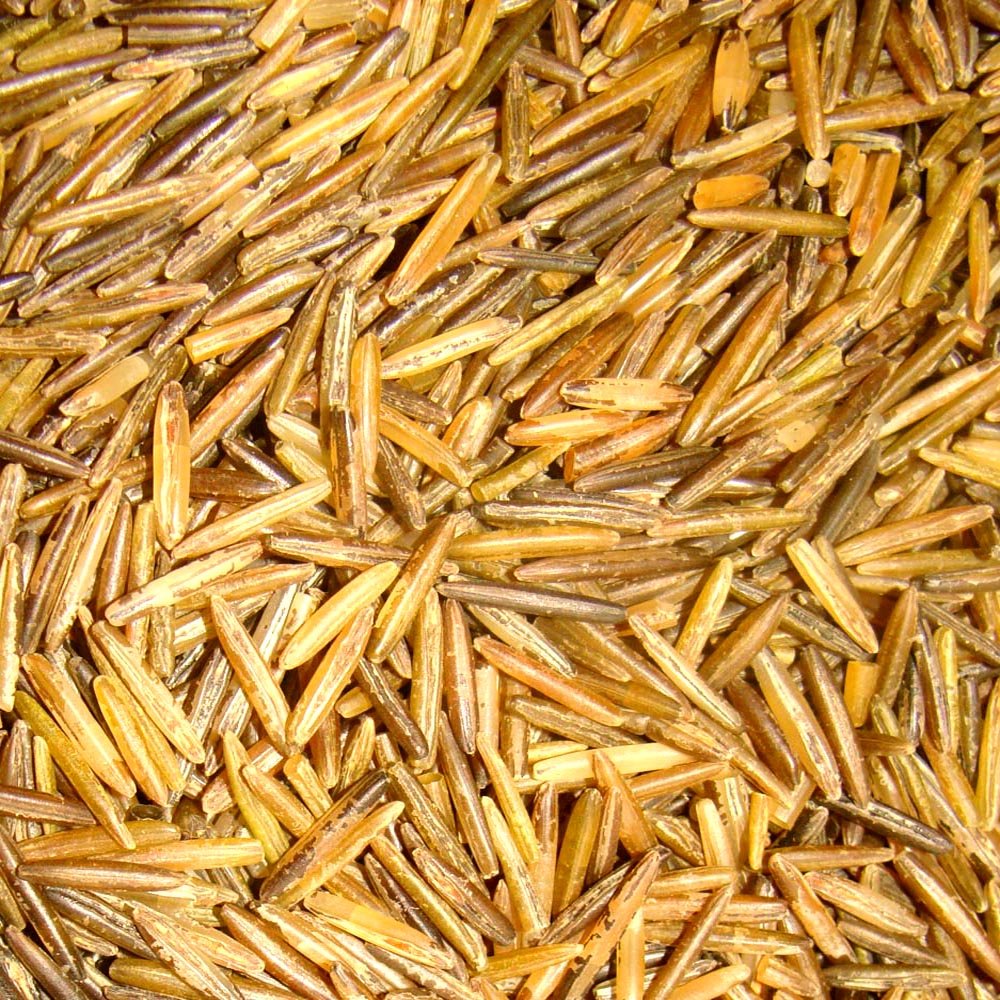 BINESHII GHOST WILD RICE 10-LBS, THE RAREST AND FINEST WILD RICE IN THE WORLD!