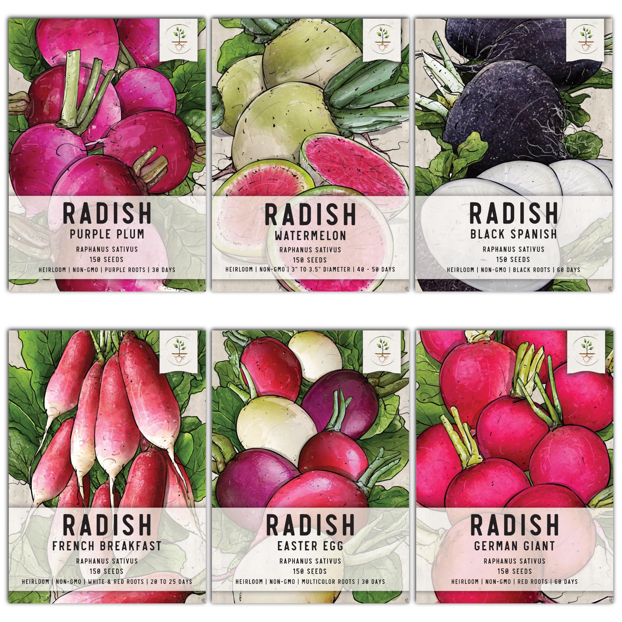 Seed Needs, Multicolor Radish Seed Packet Collection (6 Individual Varieties of Radish Seeds for Planting) Non-GMO & Untreated