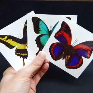 Large Butterfly Temporary Tattoos by Butterfly Utopia (6 Sheets)