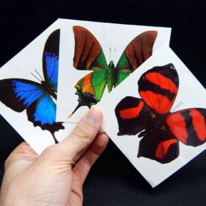 Large Butterfly Temporary Tattoos by Butterfly Utopia (6 Sheets)