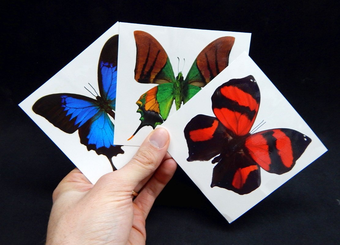 Large Butterfly Temporary Tattoos by Butterfly Utopia (6 Sheets)