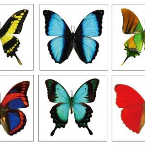 Large Butterfly Temporary Tattoos by Butterfly Utopia (6 Sheets)