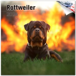 2023 2024 rottweiler calendar - dog breed monthly wall calendar - 12 x 24 open - thick no-bleed paper - giftable - academic teacher's planner calendar organizing & planning - made in usa