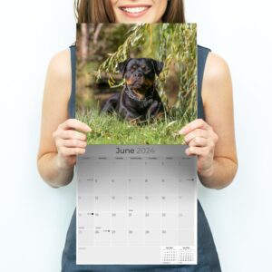 2023 2024 Rottweiler Calendar - Dog Breed Monthly Wall Calendar - 12 x 24 Open - Thick No-Bleed Paper - Giftable - Academic Teacher's Planner Calendar Organizing & Planning - Made in USA