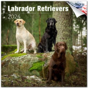 2023 2024 labrador retriever calendar mixed - dog breed monthly wall calendar - 12 x 24 open - thick no-bleed paper - giftable - academic teacher's planner calendar organizing & planning - made in usa