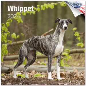 2023 2024 whippet calendar - dog breed monthly wall calendar - 12 x 24 open - thick no-bleed paper - giftable - academic teacher's planner calendar organizing & planning - made in usa