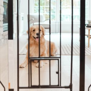 Carlson Extra Tall Walk Through Pet Gate with Small Pet Door, Includes 4-Inch Extension Kit, 4 Pack Pressure Mount Kit and 4 Pack Wall Mount Kit, Black