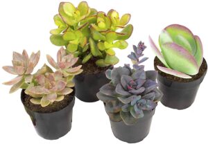 altman plants, rosette succulents plants live in potting soil (4pk), assorted succulents live plants indoor plants live houseplants, live succulent plants colorful house plants indoors live succulents