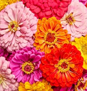 burpee giant flowered mixed colors zinnia seeds 375 seeds