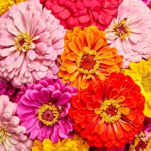 Burpee Giant Flowered Mixed Colors Zinnia Seeds 375 seeds