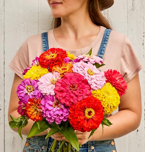 Burpee Giant Flowered Mixed Colors Zinnia Seeds 375 seeds