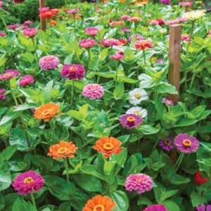 Burpee Giant Flowered Mixed Colors Zinnia Seeds 375 seeds