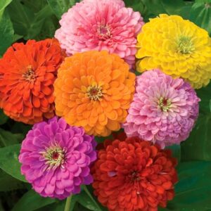 Burpee Giant Flowered Mixed Colors Zinnia Seeds 375 seeds