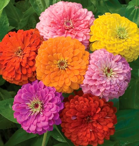 Burpee Giant Flowered Mixed Colors Zinnia Seeds 375 seeds