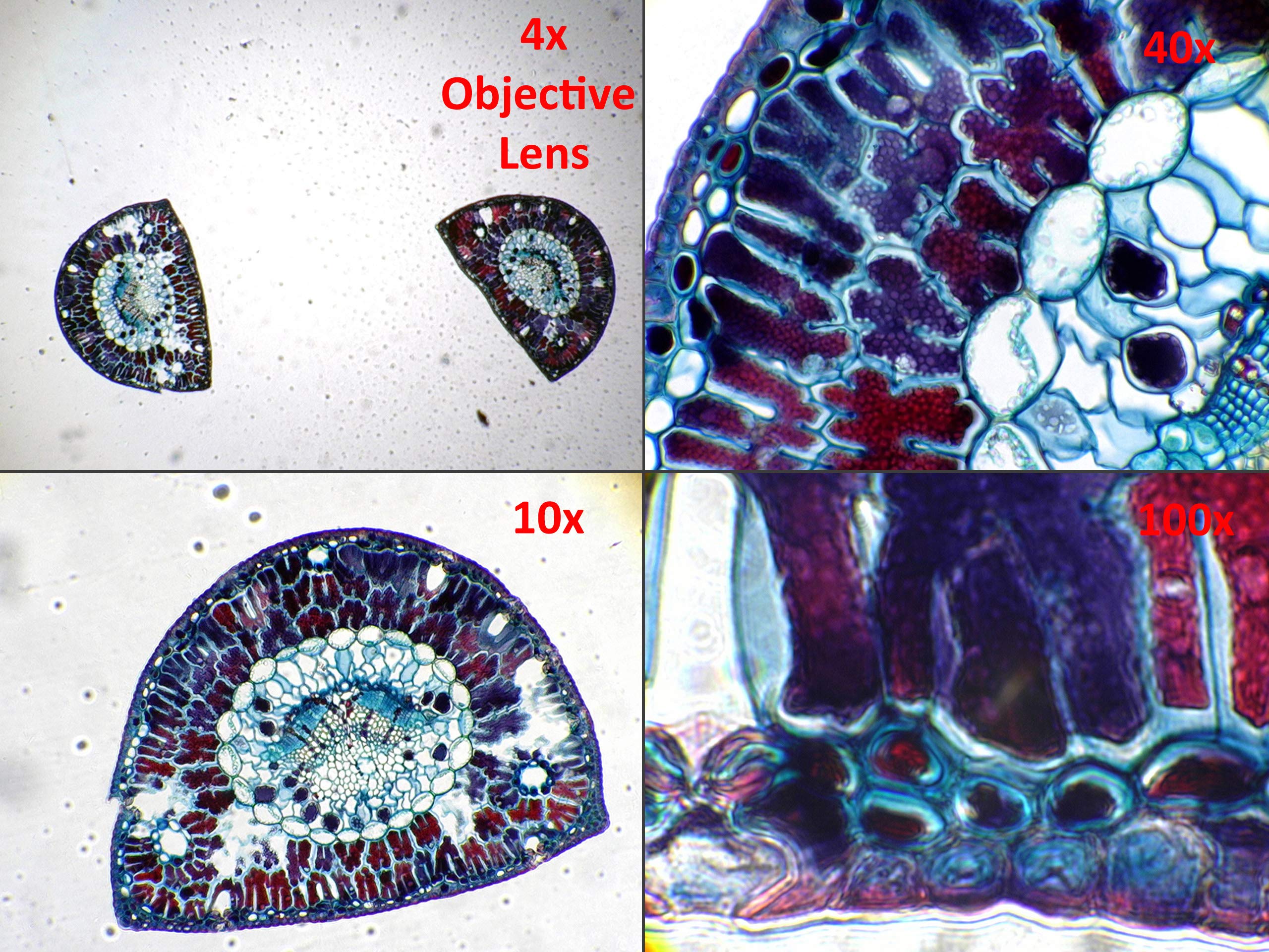 Dino-Lite USB Eyepiece Camera AM7025X – 5MP, Use on Traditional Microscope