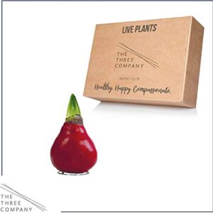 Waxed Amaryllis Bulb - Valentine's Red - Easy Care, No Watering Needed - Beautiful Live Décor