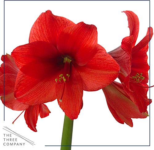 Waxed Amaryllis Bulb - Valentine's Red - Easy Care, No Watering Needed - Beautiful Live Décor