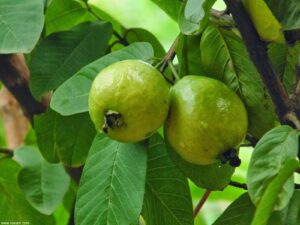 fresh guava leaves from trees grown in south florida - 1 oz (approx. 10 to 25 leaves) - no pesticides or chemical sprays / no reimbursement or return