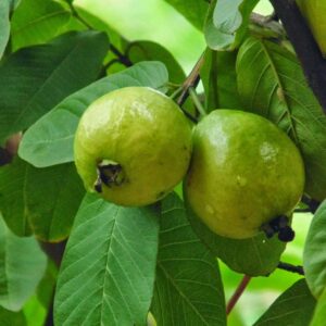 Fresh Guava Leaves from Trees Grown in South Florida - 1 oz (Approx. 10 to 25 Leaves) - No pesticides or Chemical Sprays / No Reimbursement or Return