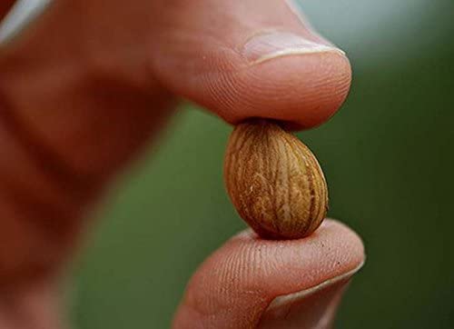 Bitter Apricot Kernels, 8 oz, 375 Raw Apricot Seeds, 100% All Natural, GMO Free, Pesticide Free, Gluten Free, Vegan