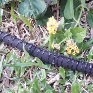 LINEX Garden Flat Soaker Hose 1/2" x 25 ft for Garden Beds Drip Sprinkler Hoses Heavy Duty Save Water 80%