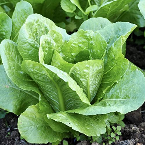 The Old Farmer's Almanac Heirloom Romaine Lettuce Seeds (Parris Island Cos) - Approx 1800 Seeds - Non-GMO, Open Pollinated, USA Origin