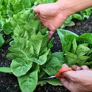 The Old Farmer's Almanac Heirloom Romaine Lettuce Seeds (Parris Island Cos) - Approx 1800 Seeds - Non-GMO, Open Pollinated, USA Origin