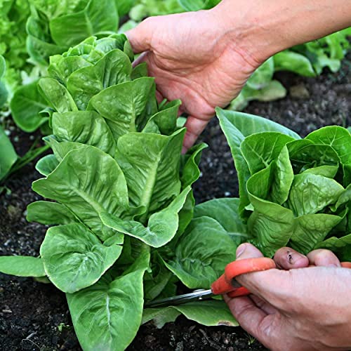 The Old Farmer's Almanac Heirloom Romaine Lettuce Seeds (Parris Island Cos) - Approx 1800 Seeds - Non-GMO, Open Pollinated, USA Origin