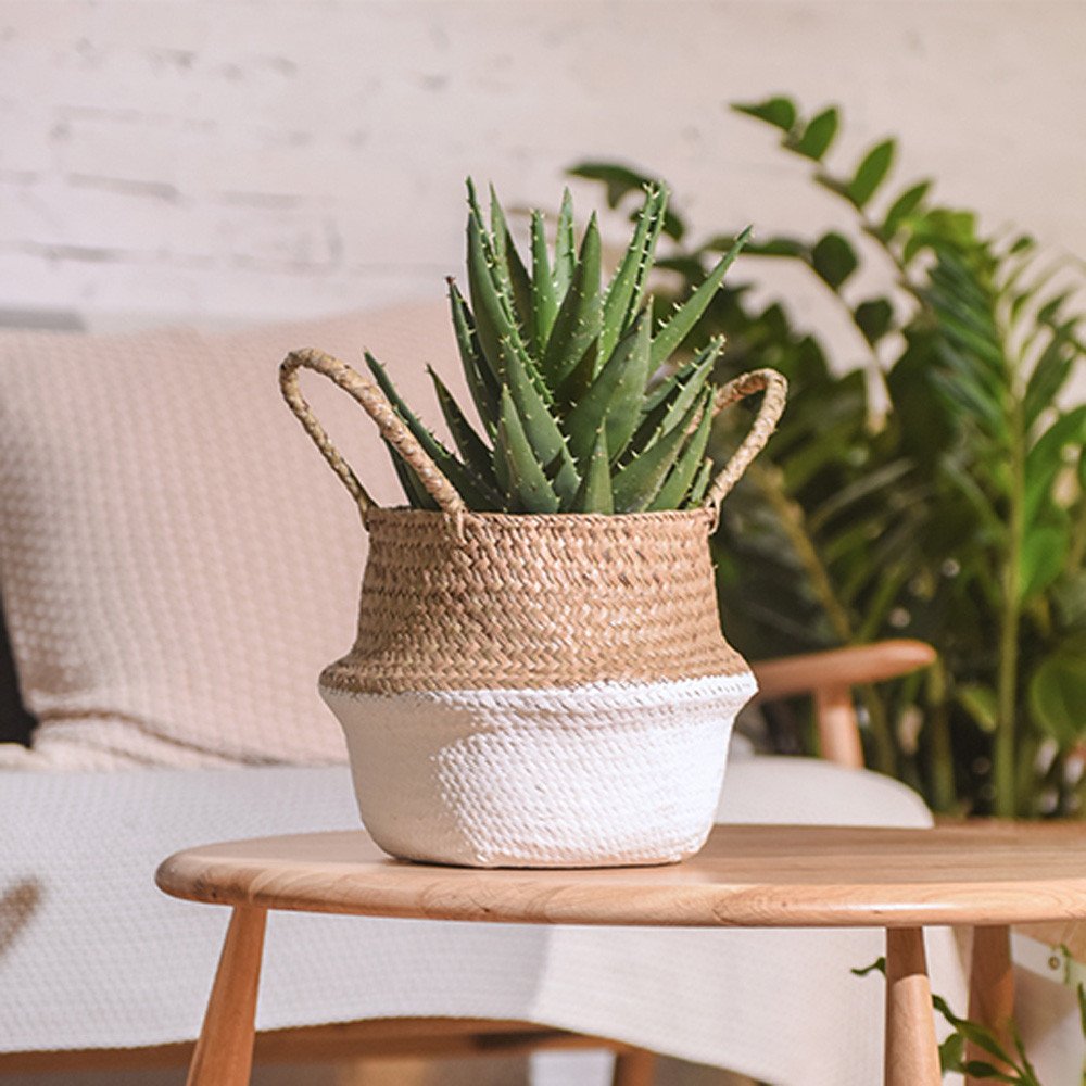 Plant Basket Indoor Outdoor Natural Woven Seagrass Wicker Folding Belly Basket Flower Pots for Storage, Laundry, Picnic, Plant Pot Cover, and Beach Bag (White#1, 25X27cm)