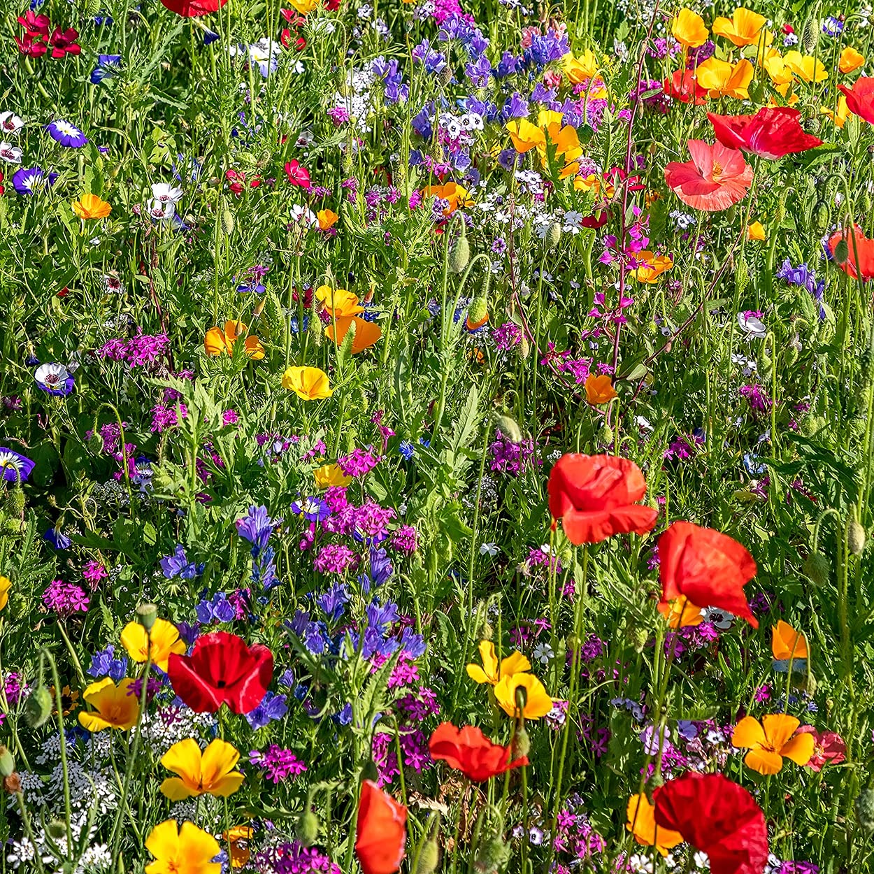 The Old Farmer's Almanac Premium Wildflower Seeds (23 Variety Pollinator Mix) - Non-GMO, Open Pollinated - Columbine Cosmos Foxglove Larkspur Poppy Snapdragon Zinnia... Attracts Butterflies Bees Birds