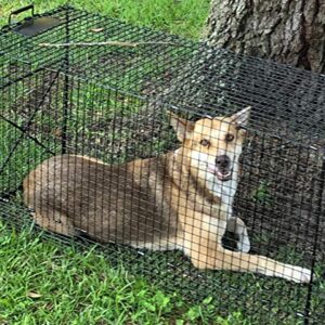 Humane Way Folding 50 Inch Live Humane Animal Trap - Safe Traps for All Animals - Dogs, Raccoons, Cats, Groundhogs, Opossums, Coyote, Bobcat - 50"x20"x26"