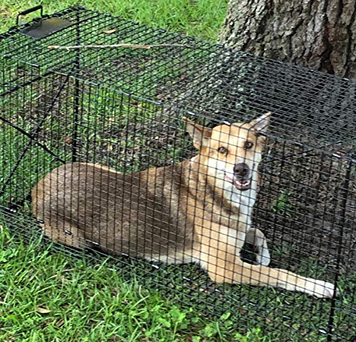 Humane Way Folding 50 Inch Live Humane Animal Trap - Safe Traps for All Animals - Dogs, Raccoons, Cats, Groundhogs, Opossums, Coyote, Bobcat - 50"x20"x26"