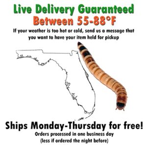 Superworm 300 Live Superworms (Large)-Bulk and Organic from FL