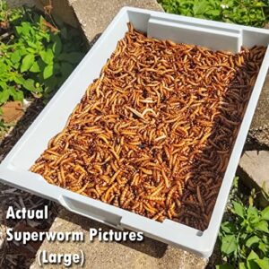 Superworm 300 Live Superworms (Large)-Bulk and Organic from FL