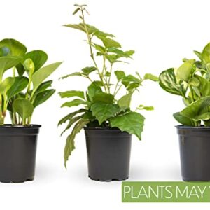 Essential Houseplant Collection (3PK) Live Plants Indoor Plants Live Houseplants in Plant Pots, Easy House Plants Indoors Live, Snake Plant, Pothos in Potting Soil, Clean Air Plants by Altman Plants