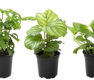 Essential Houseplant Collection (3PK) Live Plants Indoor Plants Live Houseplants in Plant Pots, Easy House Plants Indoors Live, Snake Plant, Pothos in Potting Soil, Clean Air Plants by Altman Plants