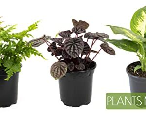 Essential Houseplant Collection (3PK) Live Plants Indoor Plants Live Houseplants in Plant Pots, Easy House Plants Indoors Live, Snake Plant, Pothos in Potting Soil, Clean Air Plants by Altman Plants