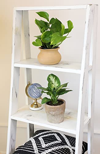 Essential Houseplant Collection (3PK) Live Plants Indoor Plants Live Houseplants in Plant Pots, Easy House Plants Indoors Live, Snake Plant, Pothos in Potting Soil, Clean Air Plants by Altman Plants