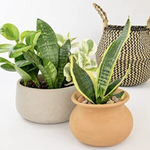 Essential Houseplant Collection (3PK) Live Plants Indoor Plants Live Houseplants in Plant Pots, Easy House Plants Indoors Live, Snake Plant, Pothos in Potting Soil, Clean Air Plants by Altman Plants