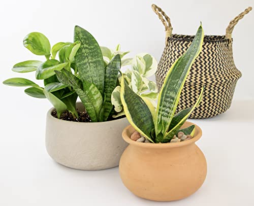 Essential Houseplant Collection (3PK) Live Plants Indoor Plants Live Houseplants in Plant Pots, Easy House Plants Indoors Live, Snake Plant, Pothos in Potting Soil, Clean Air Plants by Altman Plants