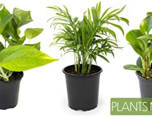 Essential Houseplant Collection (3PK) Live Plants Indoor Plants Live Houseplants in Plant Pots, Easy House Plants Indoors Live, Snake Plant, Pothos in Potting Soil, Clean Air Plants by Altman Plants