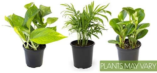 Essential Houseplant Collection (3PK) Live Plants Indoor Plants Live Houseplants in Plant Pots, Easy House Plants Indoors Live, Snake Plant, Pothos in Potting Soil, Clean Air Plants by Altman Plants