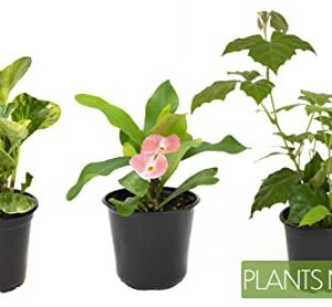 Essential Houseplant Collection (3PK) Live Plants Indoor Plants Live Houseplants in Plant Pots, Easy House Plants Indoors Live, Snake Plant, Pothos in Potting Soil, Clean Air Plants by Altman Plants