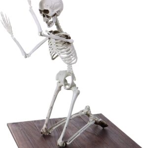 Sizonjoy 35" Posable Halloween Skeleton, Full Body Joints Plastic Skeleton with Movable/Posable Joints,Perfect for Halloween Haunted House Props Decorations Outdoor